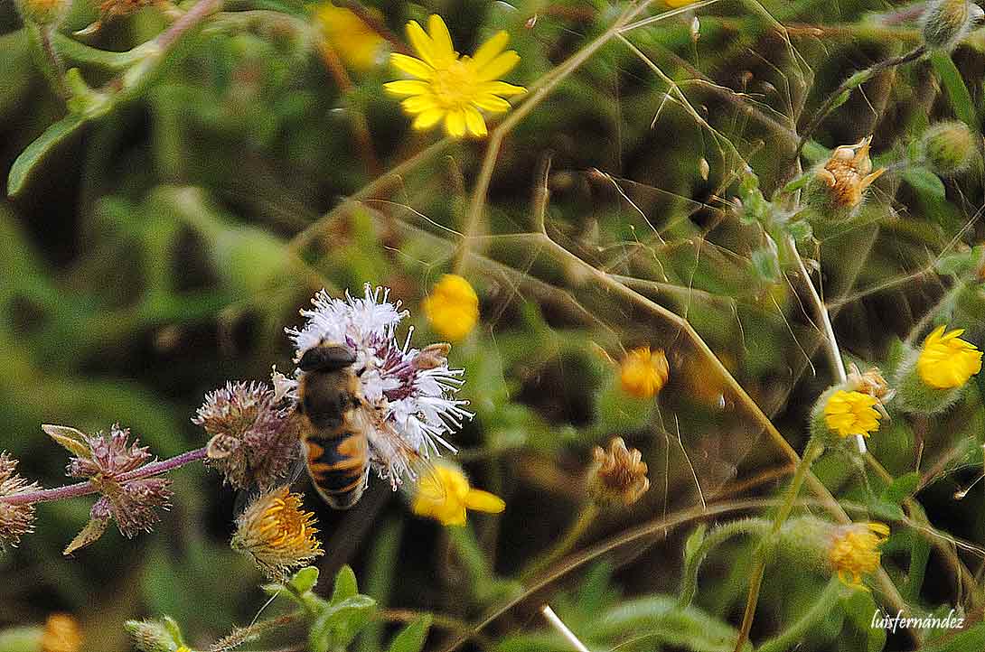 OCIO y CULTURA : Insectos y su hábitat. I
