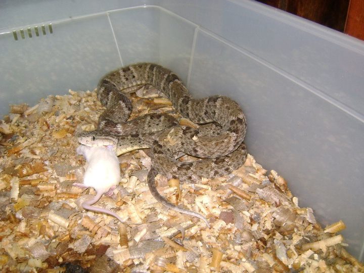 Ofidico: Bothrops atrox cf isabelae