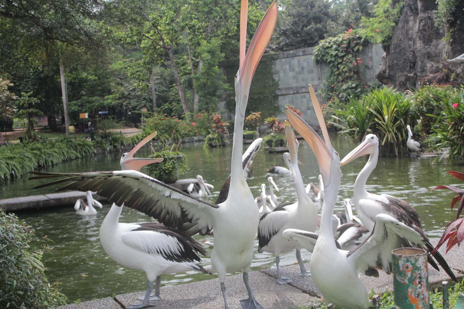 Burung Pelikan Makan Ikan