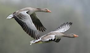 wudang blog: Die Wildgans spreizt ihre Flügel