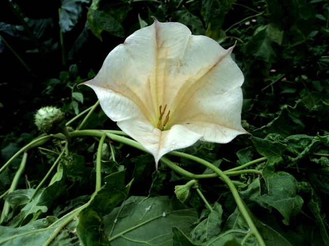 Datura