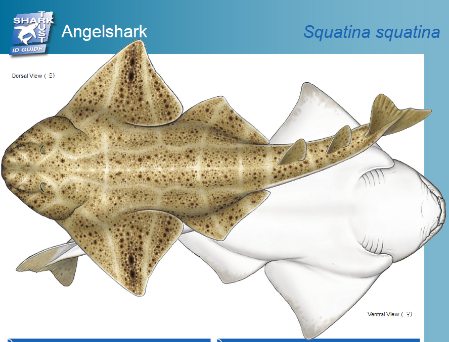 The Best Shark Dive in the World!: Angel Shark in Lanzarote!