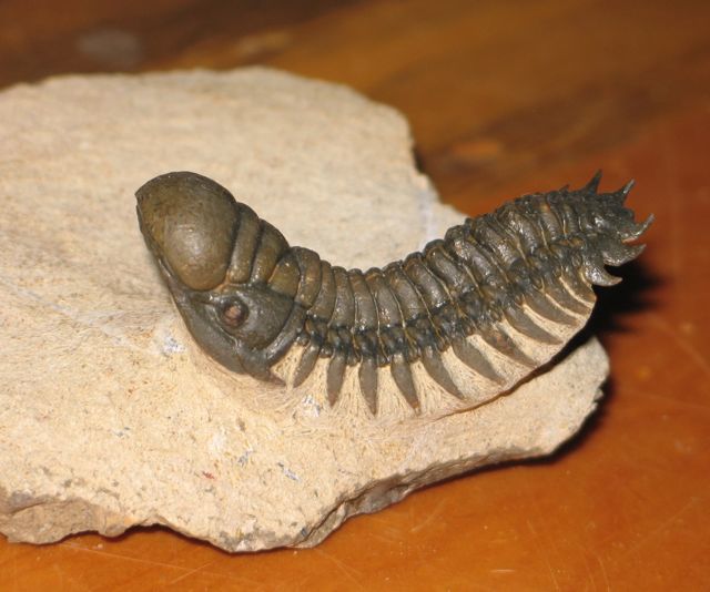 Zaman Prakambrium, Paleozoikum, Mesozoikum dan Kenozoikum - Guru Geografi