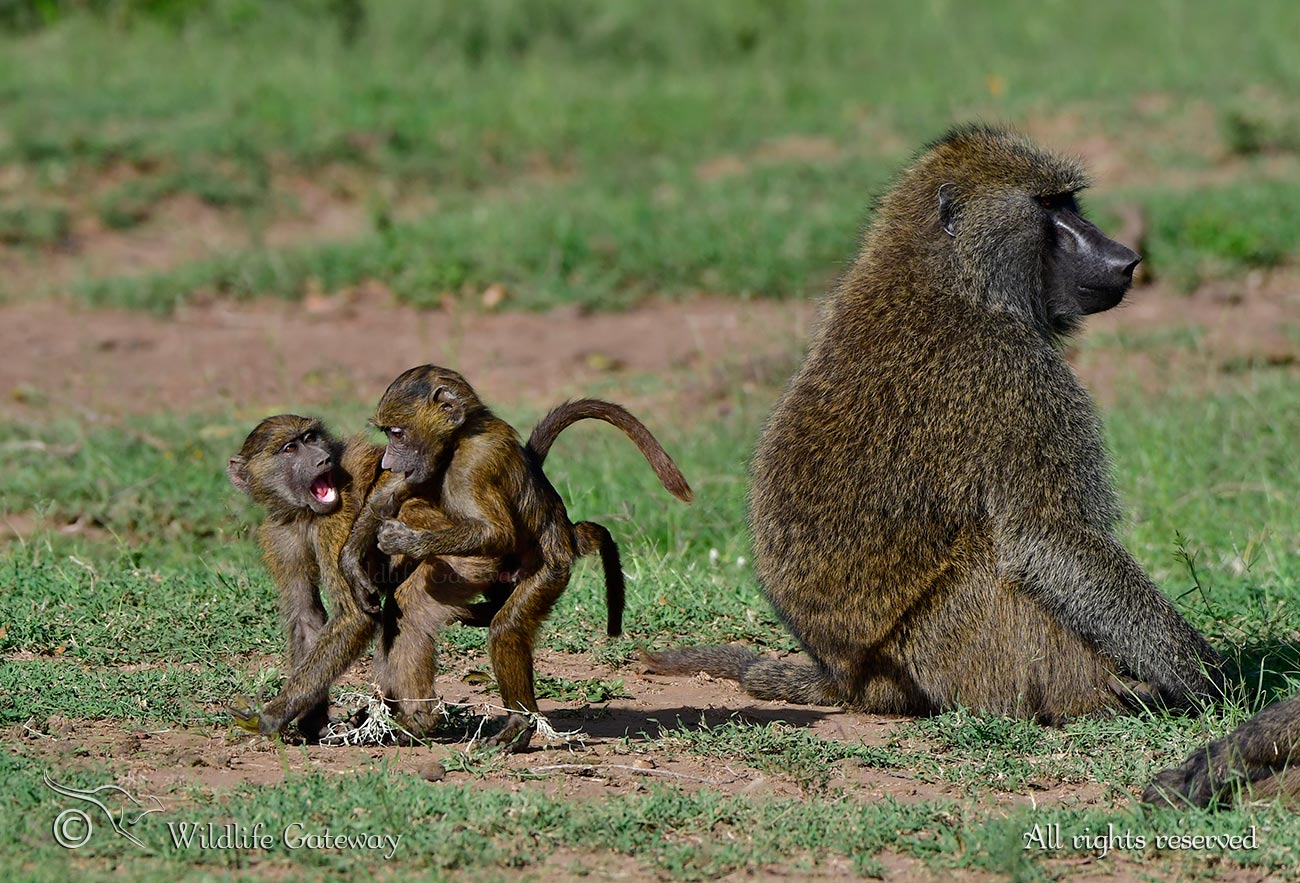 WILDLIFE GATEWAY: Singeries...... de babouins!