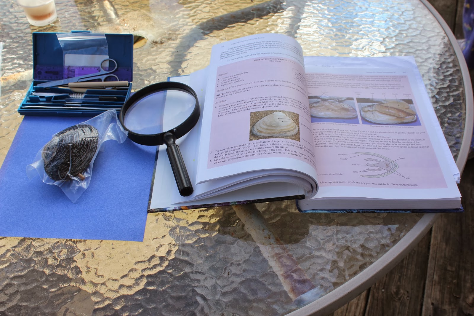 Clam Dissection Hinge Ligament