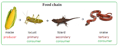 6th Grade and Onward!: Trophic relationships