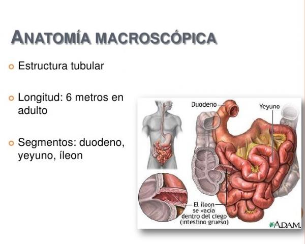 LA ANATOMIA: Anatomía macroscópica