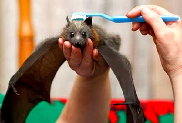 Cute Funny Animalz: Funny Bat 2014 Images