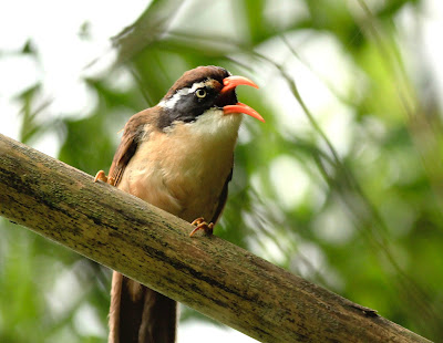 Vietnam Bird News: Coral-billed Scimitar Babbler - Cuu Thac