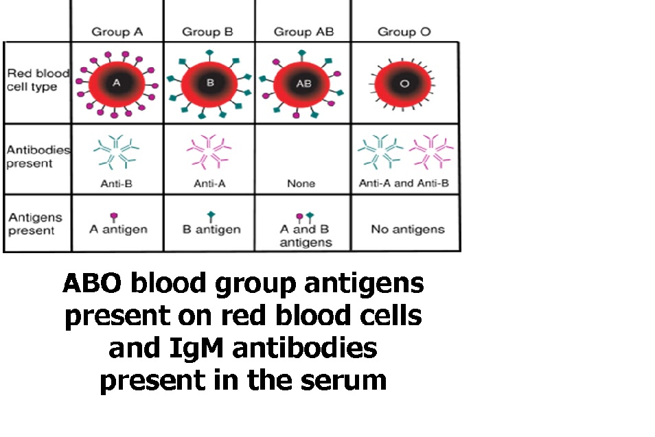 Mbbs, BDS, B-Pharma Notes: Compatibility Testing for Blood Transfusion