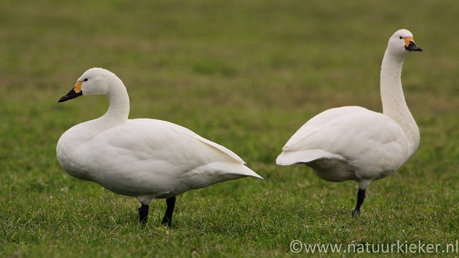 Soorten Zwanen in Nederland