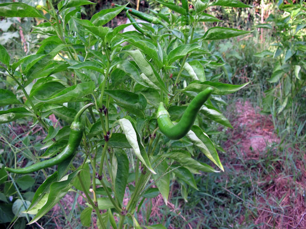 Flora medicinal, alimenticia y artesanal de la Ribera Navarra: Capsicum ...