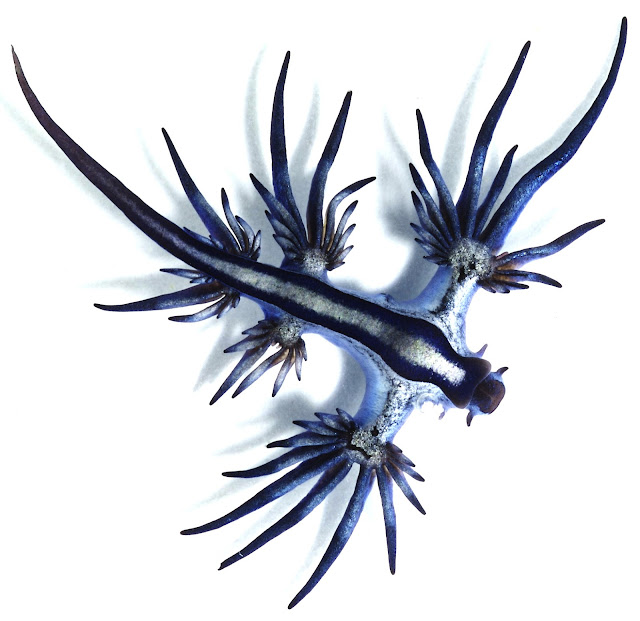 Amazing Blue Dragon : Blue Sea Slug - World’s Rarest And Most Beautiful ...