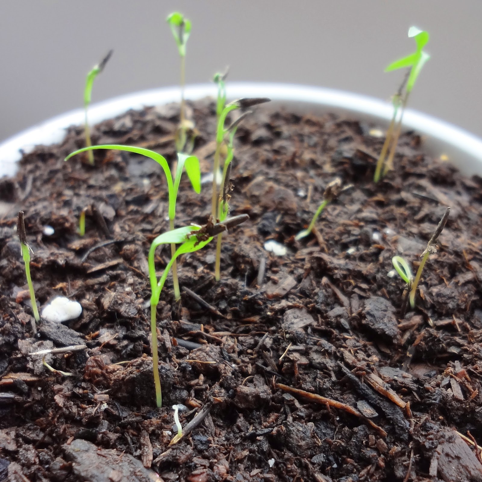 Green, Broke & Living in Kits: Starting from Seed - Herbs