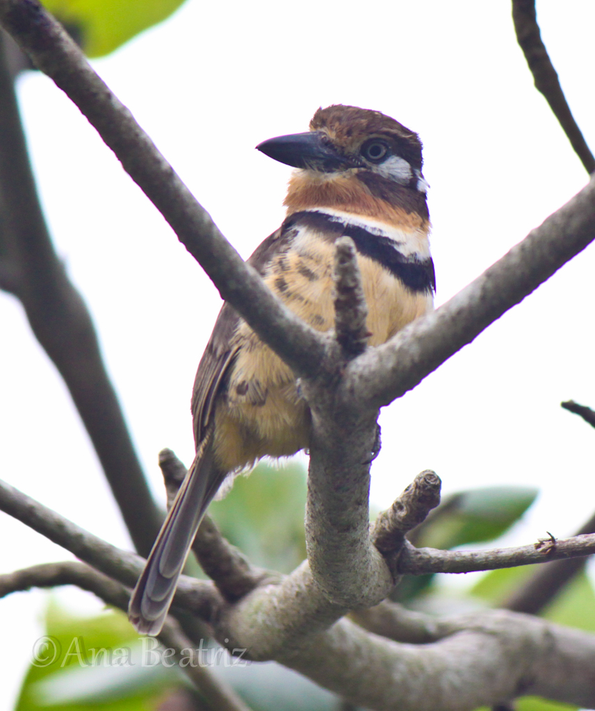 Aventura fotográfica: Bobito punteado, Coludo, Tol o Buco bobito ...