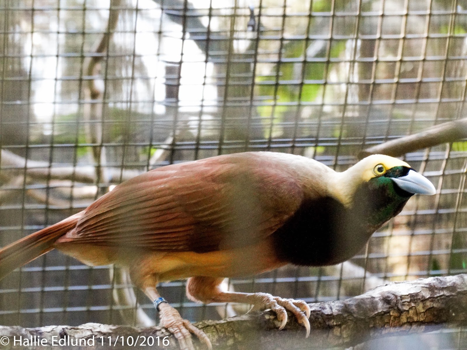 GENNY vs. HALLIE Big Year Challenge