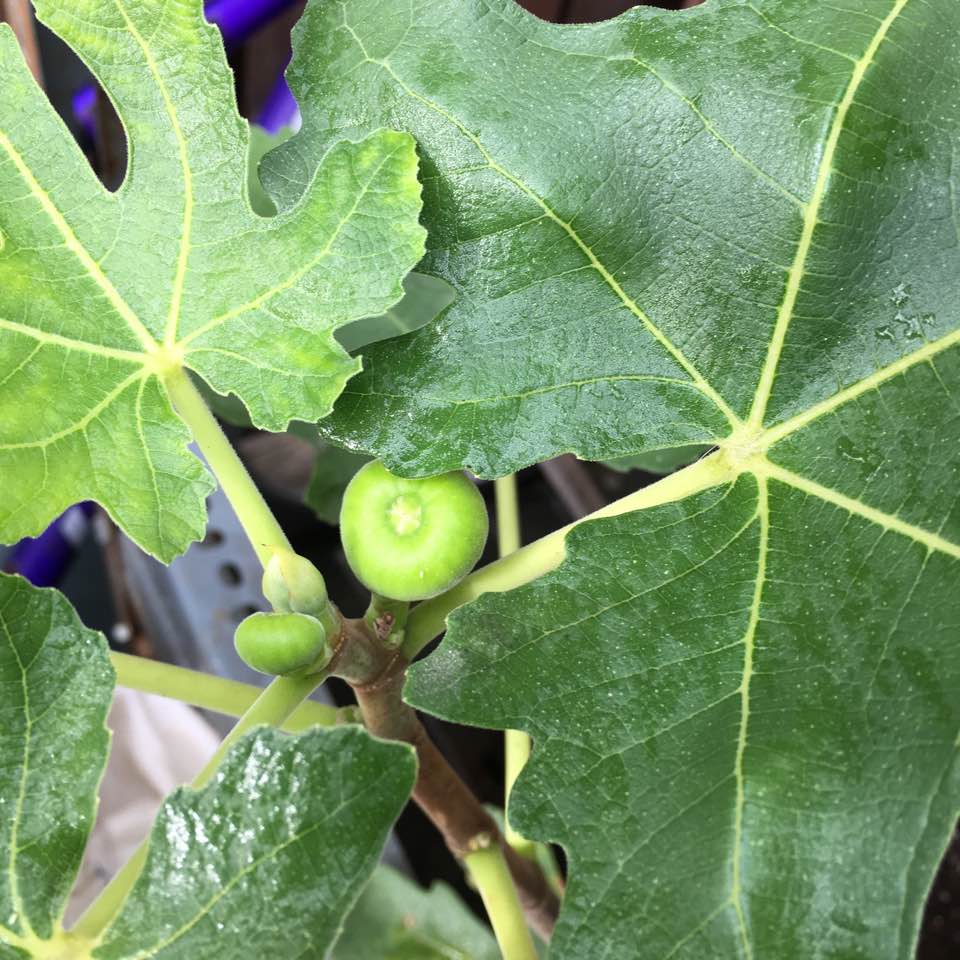 Agnes' Diary & More...: Taiwan Golden Fig