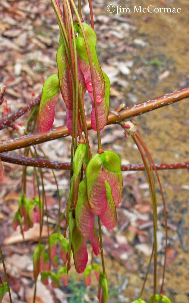 Ohio Birds and Biodiversity: Colorful camouflage: Rosy Maple Moth