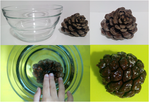 Traquinices e Lápis de Cera: A pinha que prevê o estado do tempo