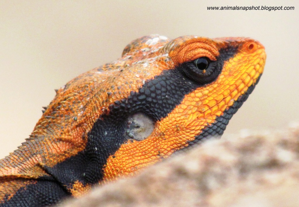 Dangerous of Wild Animals: Psammophilus dorsalis (Indian rock Agama)