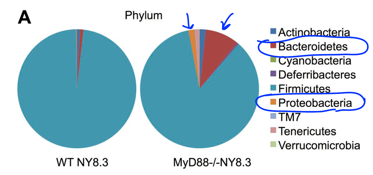 Fusobacteria, a gut commensal, contributes to autoimmune type I ...