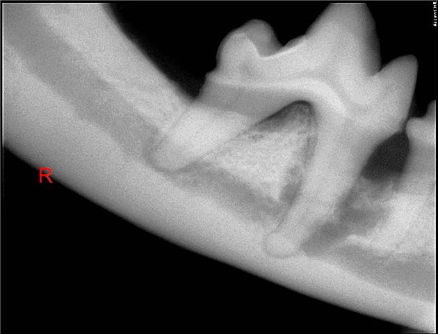 Providence Veterinary Hospital: Digital Dental X-Rays For Pets