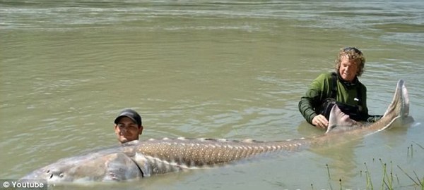 Guinness Book: The biggest fish (sturgeon) in the world