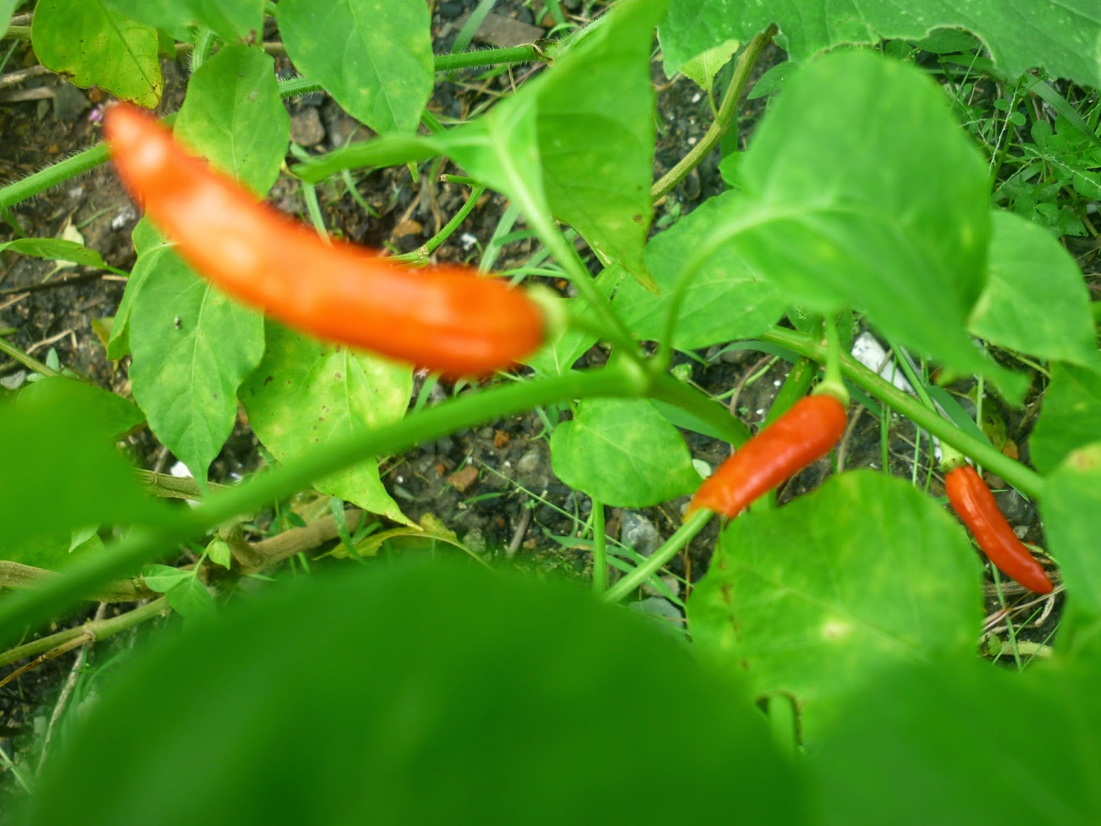 Disini dalam lingkaran ini: cili putih sejenis lada padi.Betul ke.