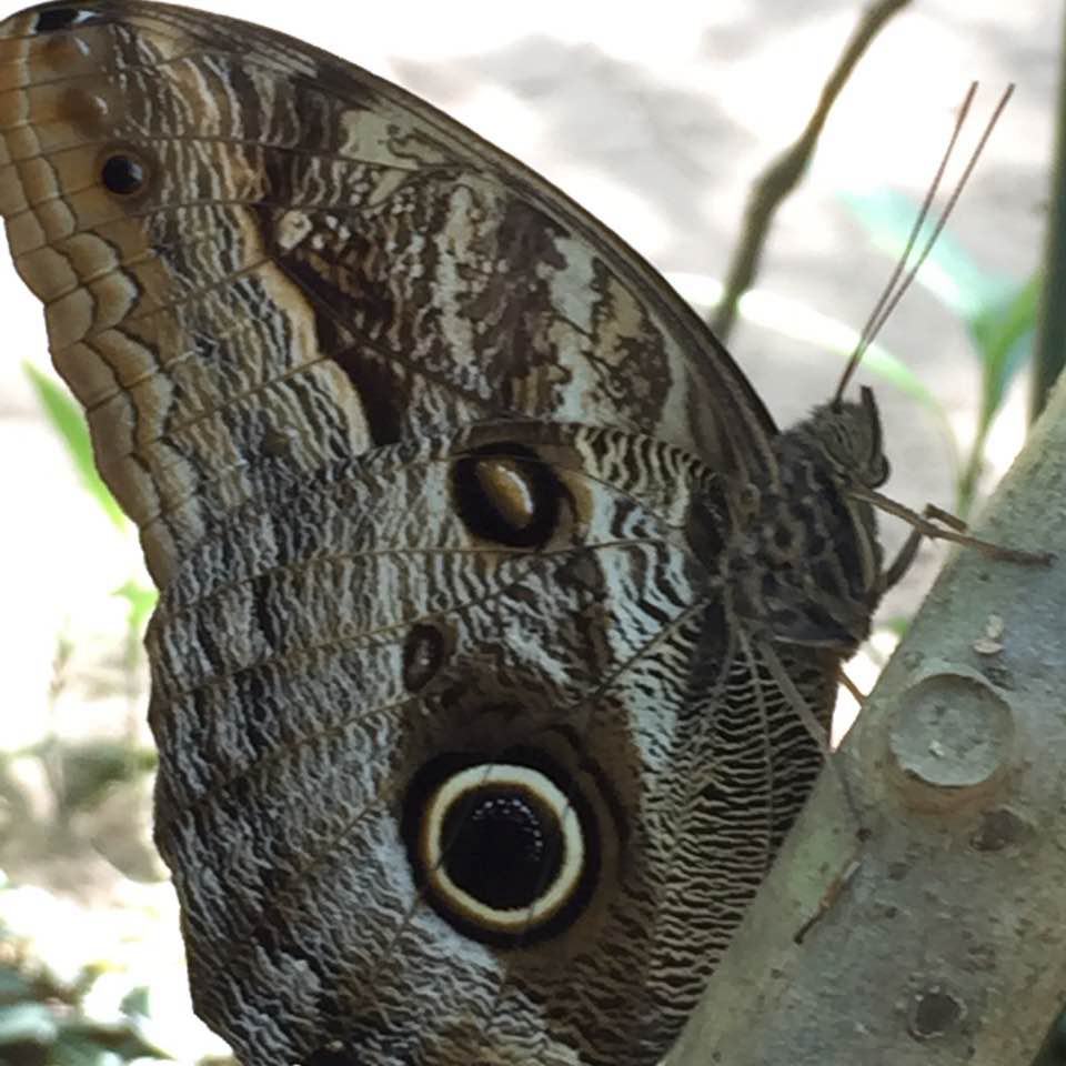 365 Days in Bolivia: February 8, 2017 - Mariposario Guembe