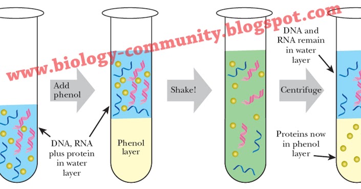 Biology: TEKNIK ISOLASI DNA