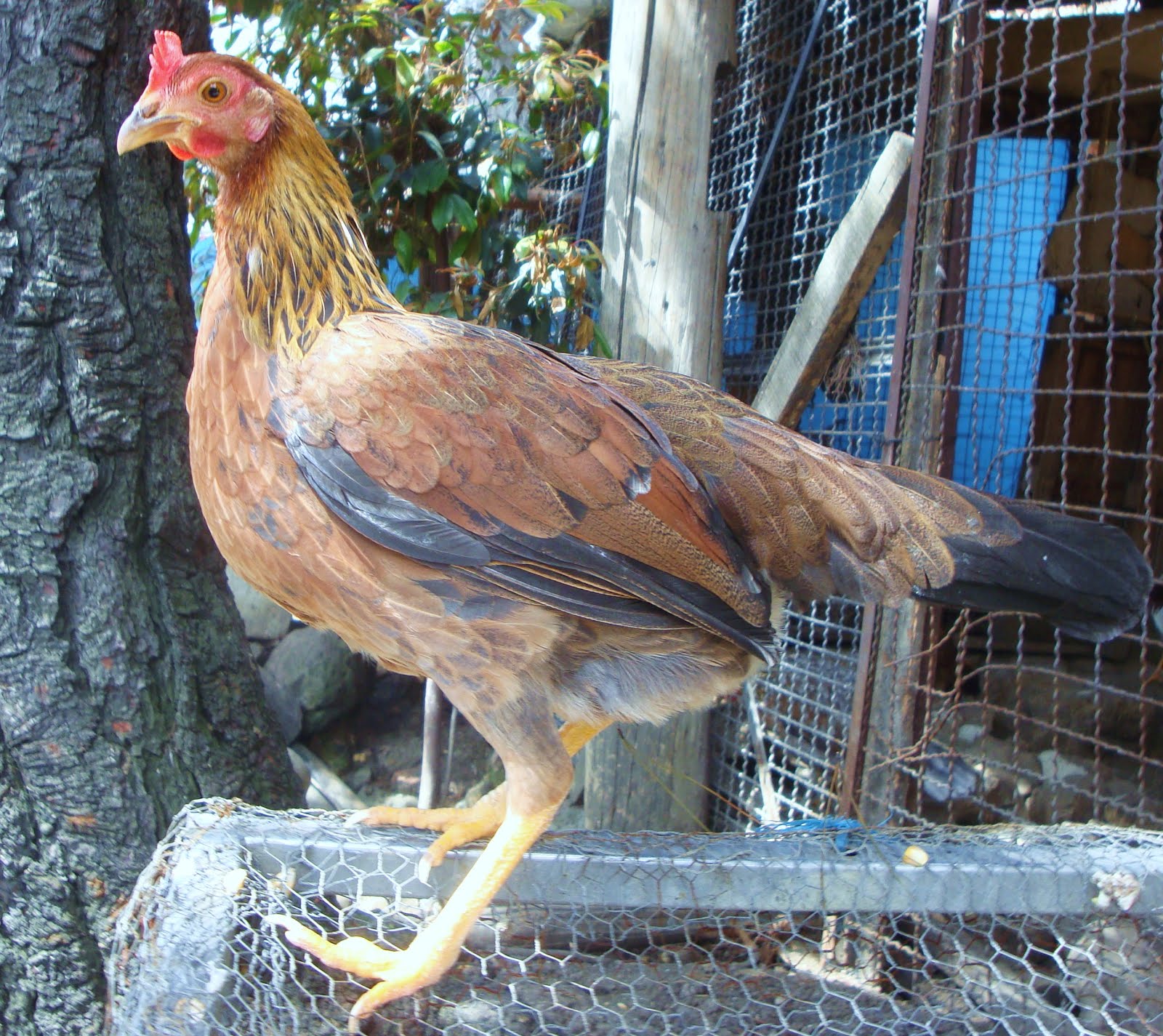 gallo colorado culimbo