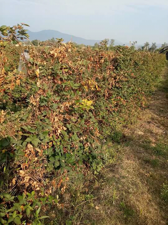 Jes Valencia : Hongo que afecta la zarzamora detectado en EUA desde 2011