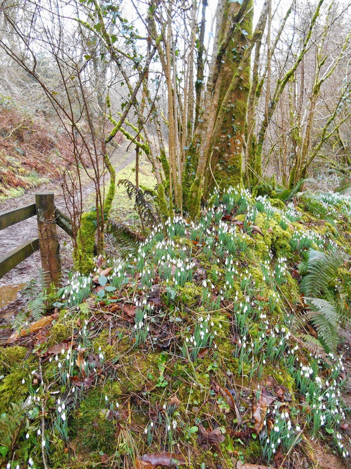 Off the Beaten Track in Somerset: Snowdrop Valley, Wheddon Cross, Exmoor