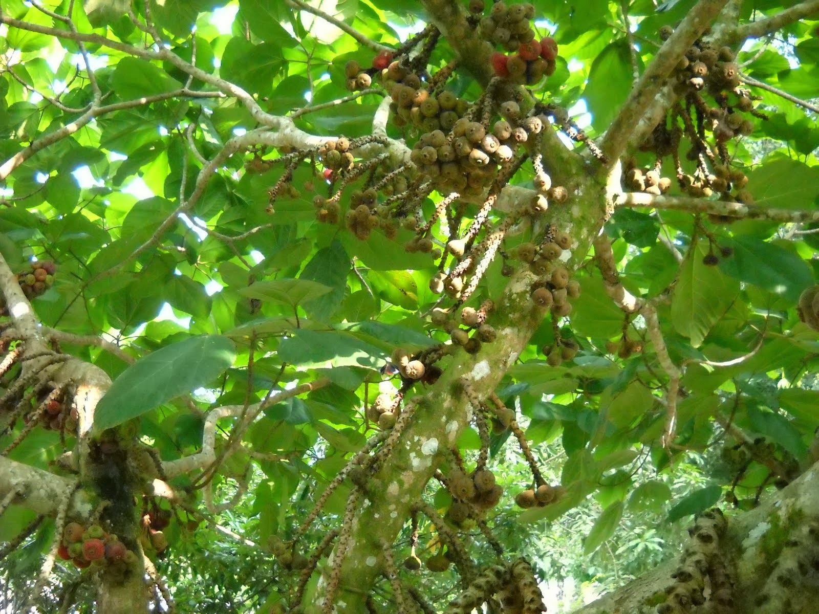 Dari Hutan ke Bandar...: POKOK PERLINDUNGAN FAUNA