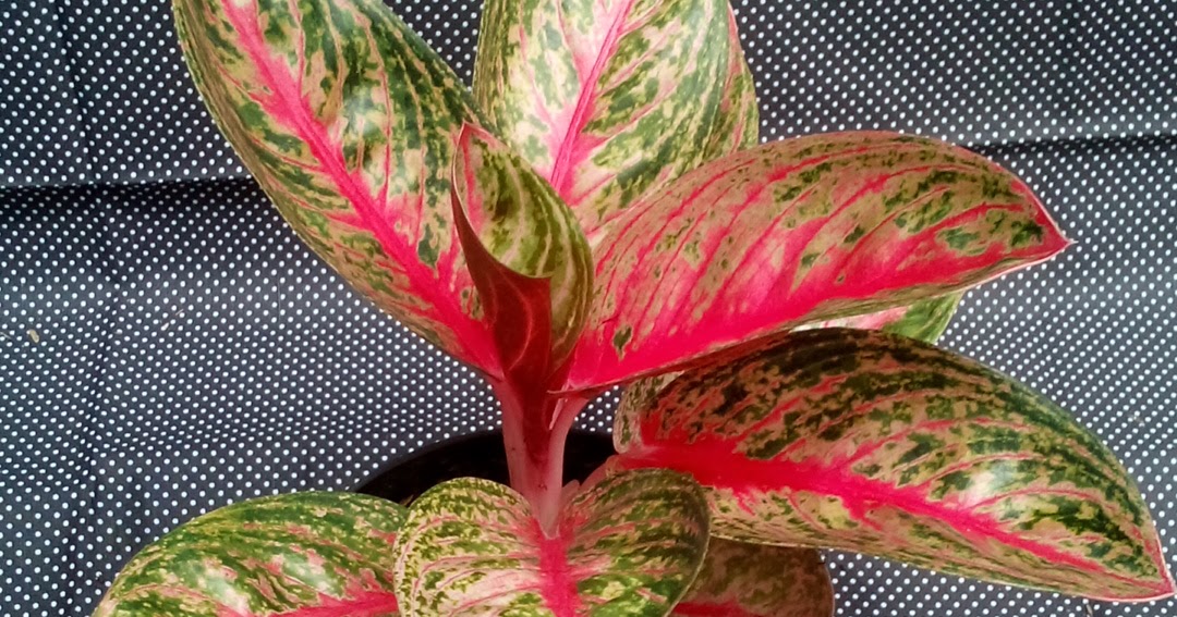 LAPAK AGLAONEMA: WIDURI