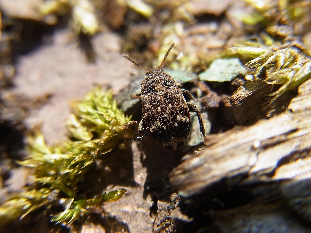 quatre saisons: bruche