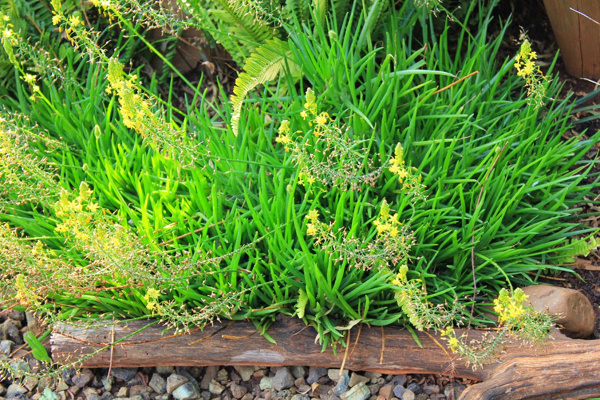 🌿 Tuinmaak in Suid Afrika 🌵: Waterbesparing in Suid-Afrika