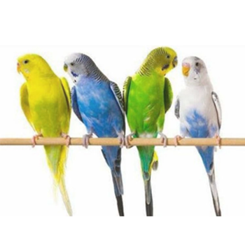 Parkit Indonesia Tidak Kalah Indah! Kenali Karakteristik Parkit Lokal