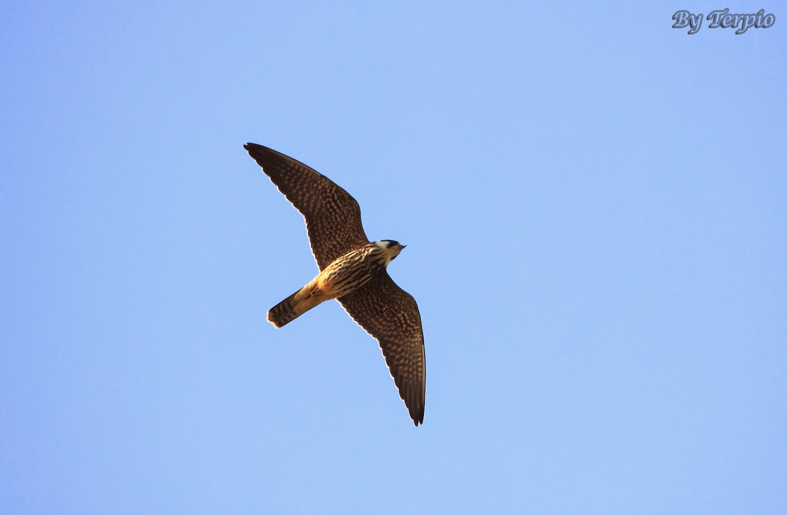 Viajes, Salidas, Naturaleza, (Fotografía).: Alcotán (Falco Subbuteo).