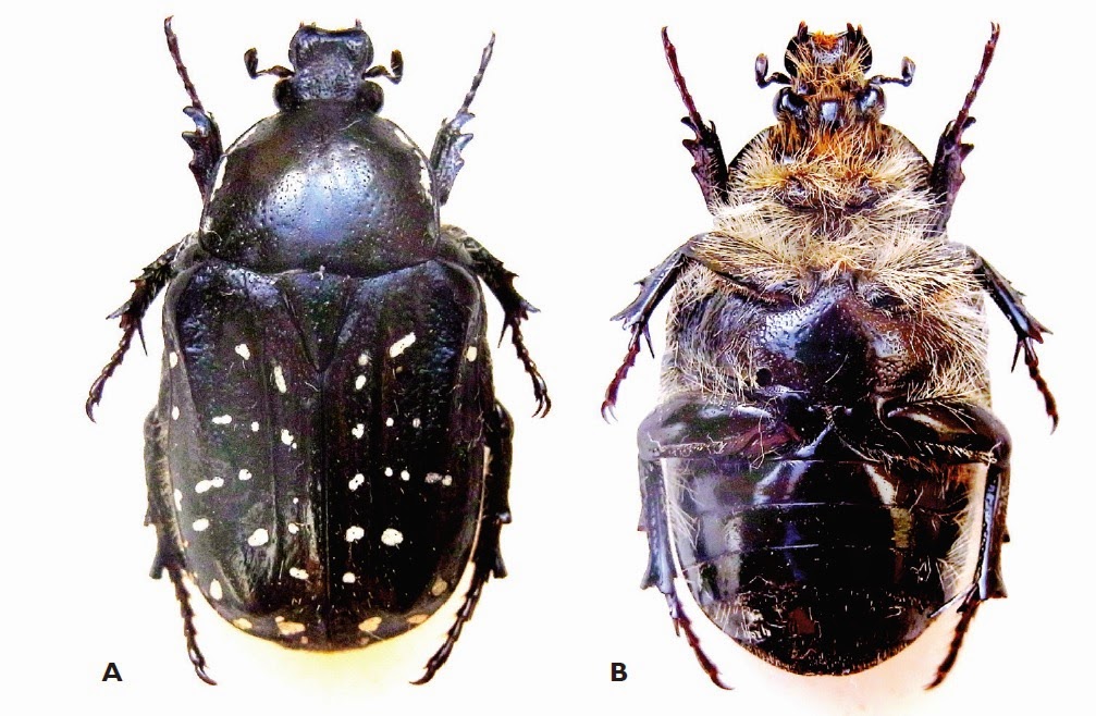 Sciency Thoughts: A new species of Scarab Beetle from the Elandsberg ...