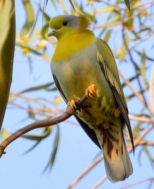 Yellow-footed green pigeon images | Birds of India | Bird World
