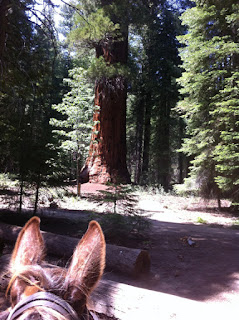 MuleTrail: Seeking The George Bush Tree 7-17-11