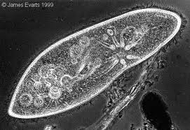 dony suryawan: PROTOZOA CILIATA