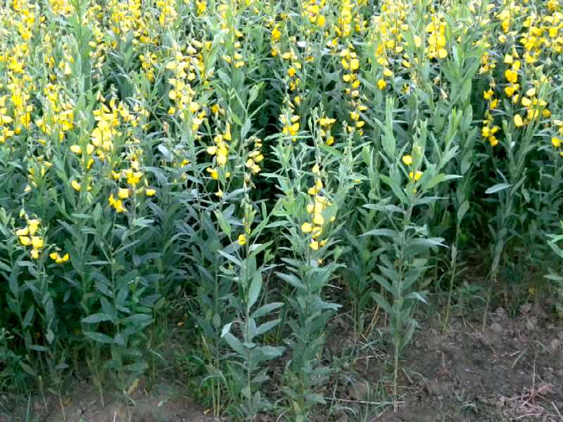 Variety of Life: Crotalaria