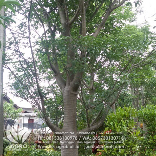 Jual Pohon Baobab untuk Proyek Penghijauan - Jual Bibit Murah