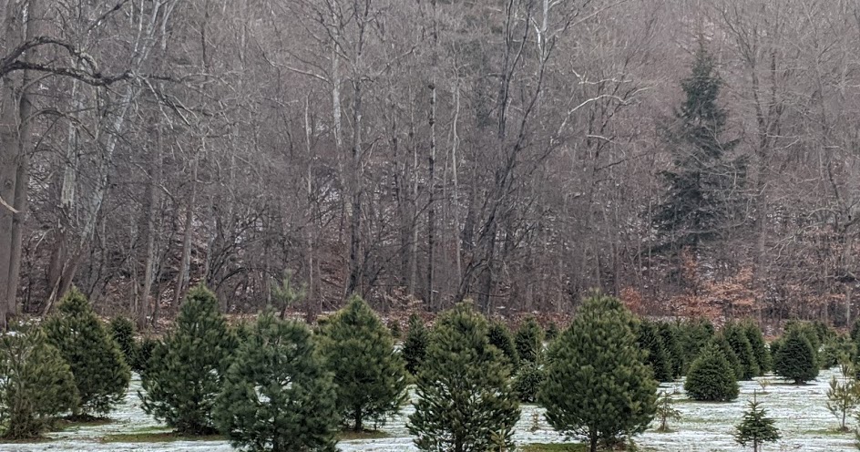 Cameron County PA News: Local Christmas Trees For Sale