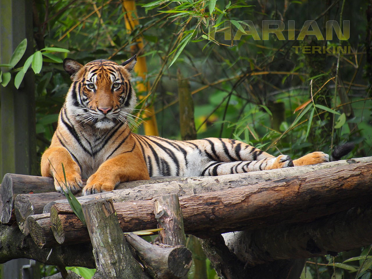 CAGAR ALAM MANINJAU SEBAGAI CAGAR ALAM HEWAN BUAS - HARIAN TERKINI