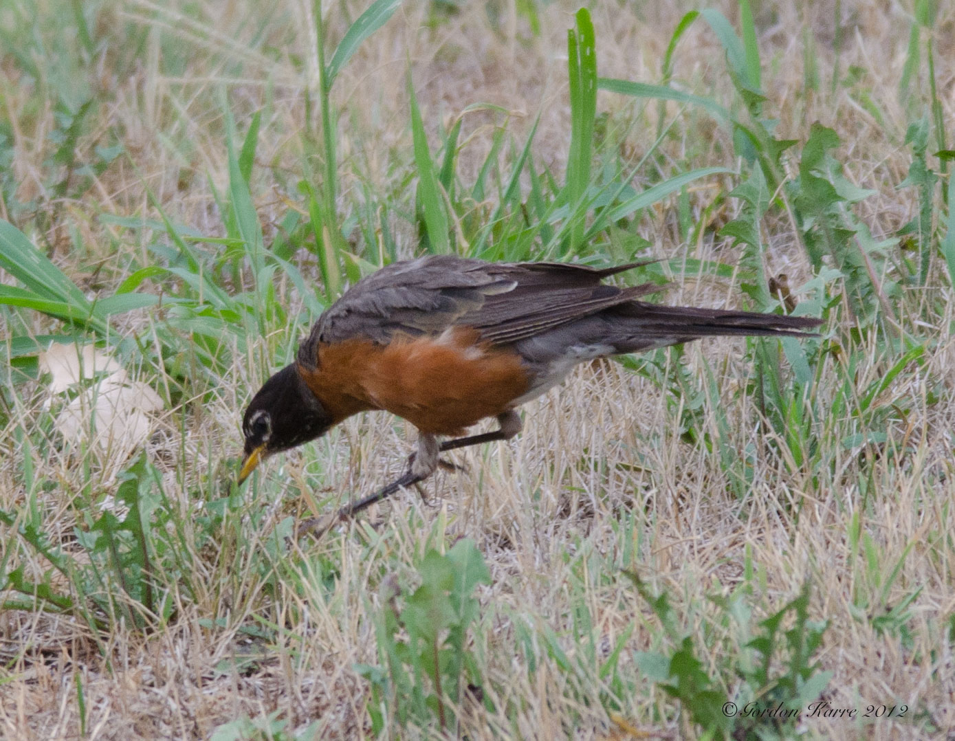 Gordon's Birding Adventures: Nebraska Birding