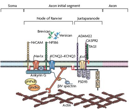 Axonal initial segment ~ Advanced Neurobiology