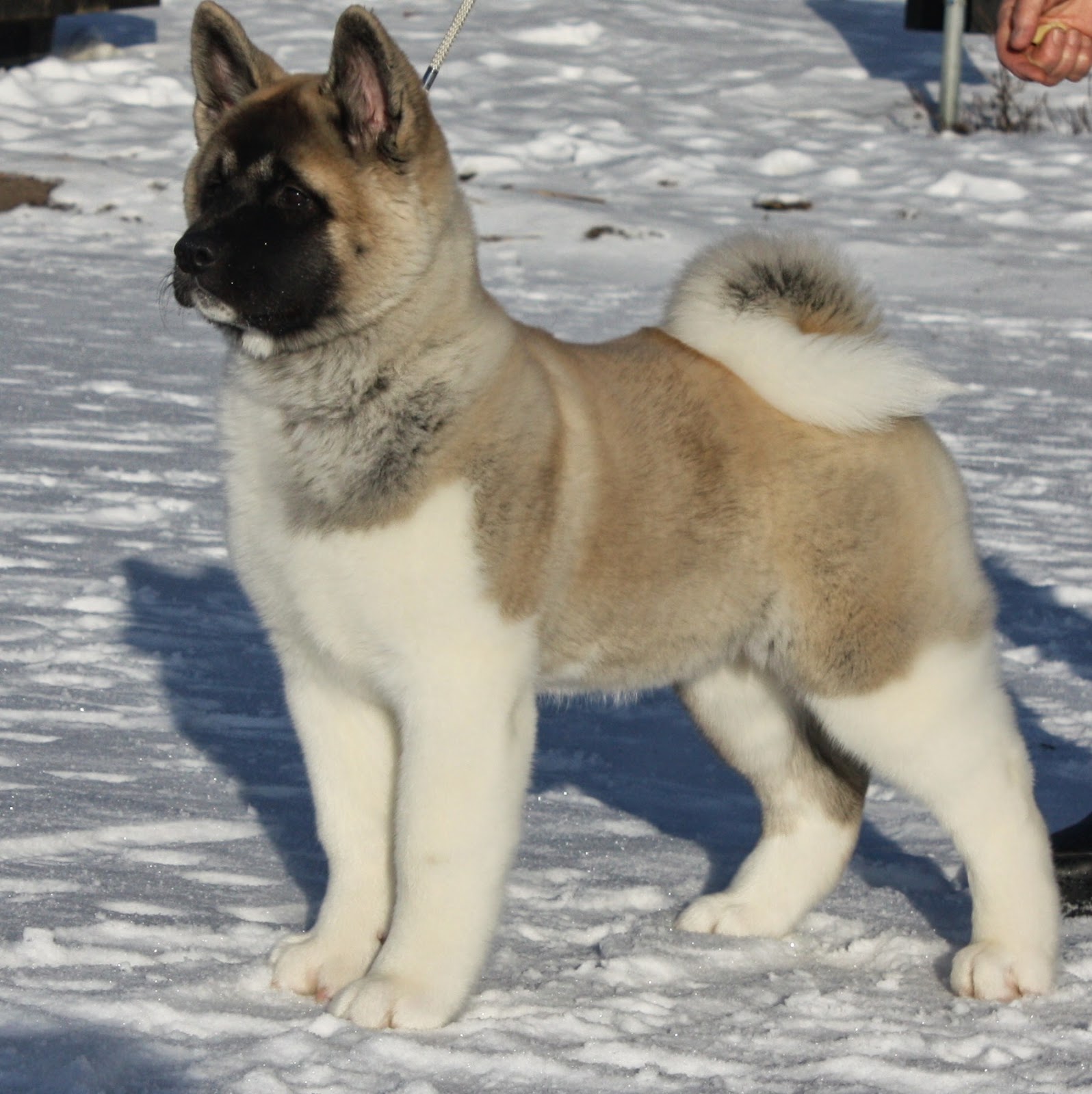 Akita o Akita americano